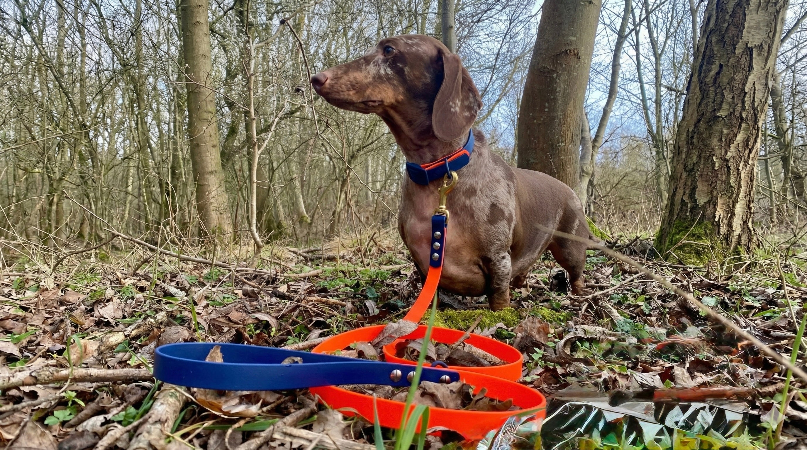 Custom Dog Accessories | Personalised Collars & Adjustable Dog Leads ...
