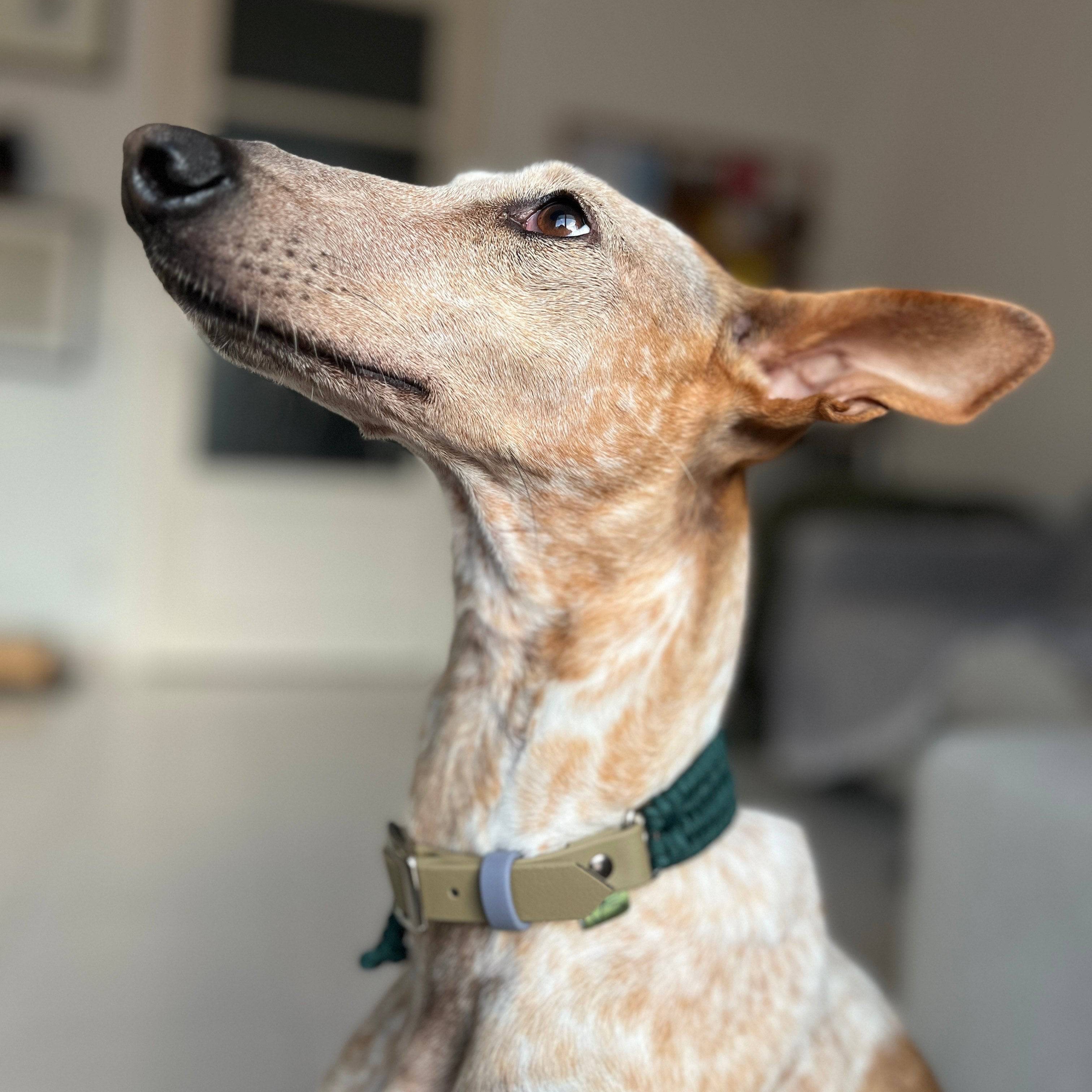 Adjustable Cord Collar with BioThane Adapter - Nala Green | Green Dog