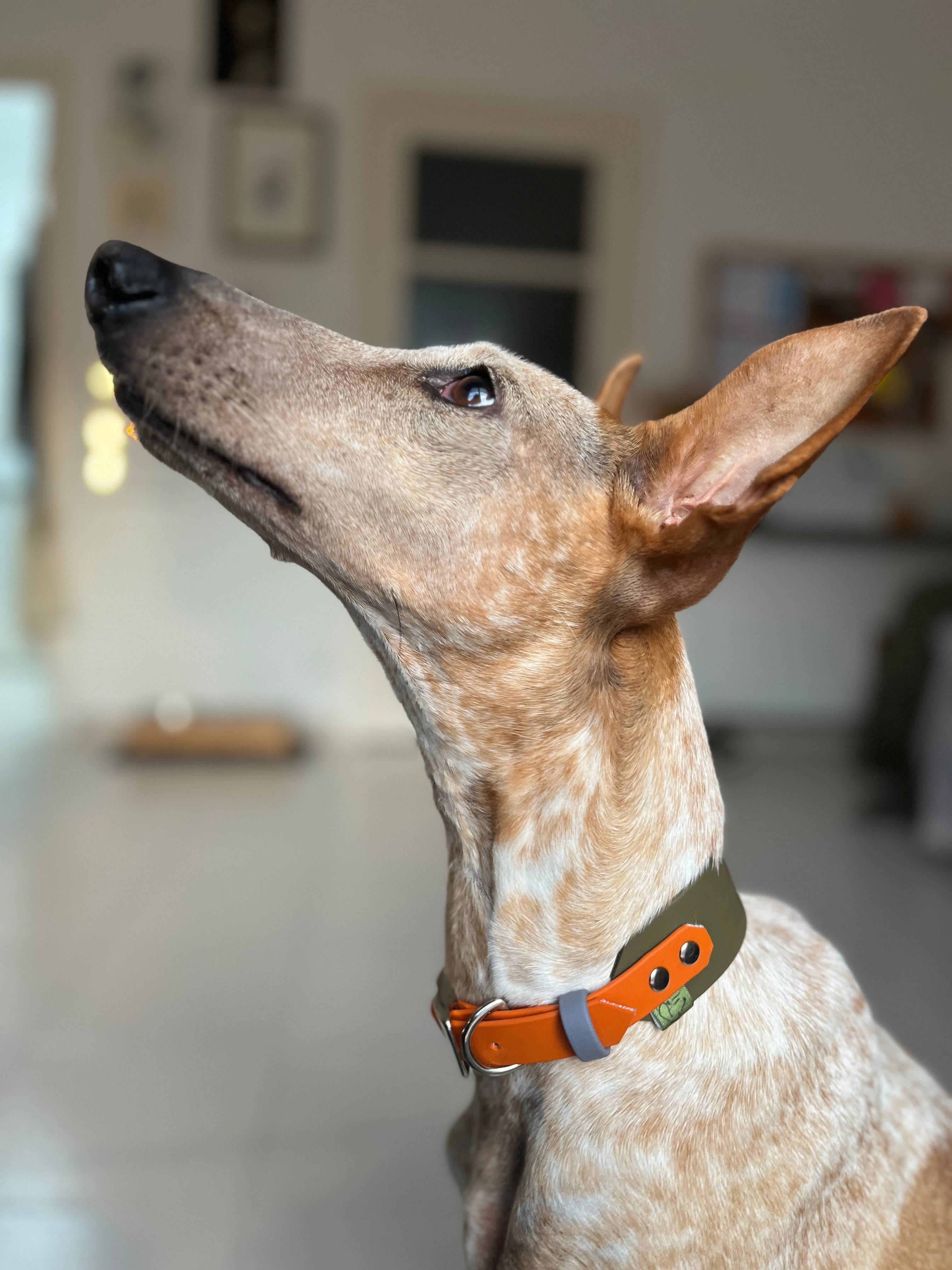 Sighthound Dog Collar – Cotswold Rambler Nala Green | BioThane – Green Dog